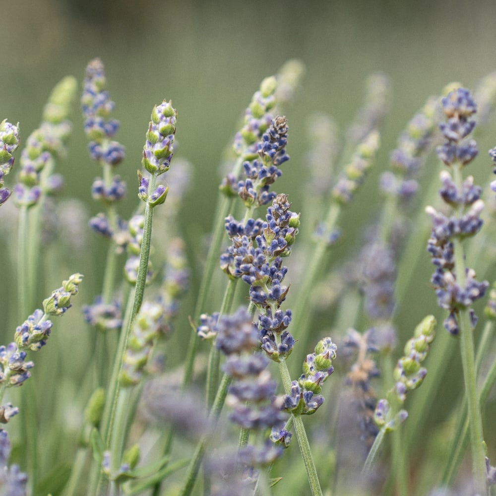 Lavandula angustifolia 'Elegance Blue' - Planta aromática | Fronda