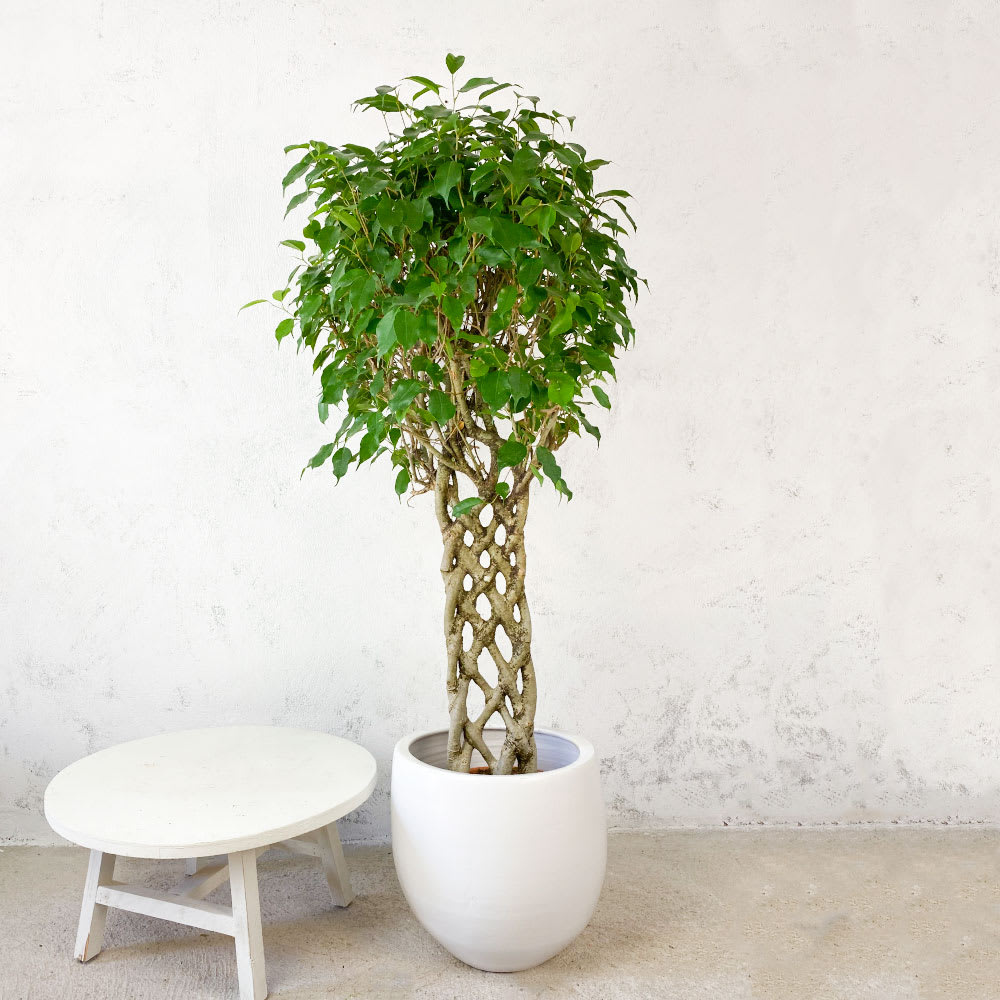 Ficus benjamina trenzado | Fronda