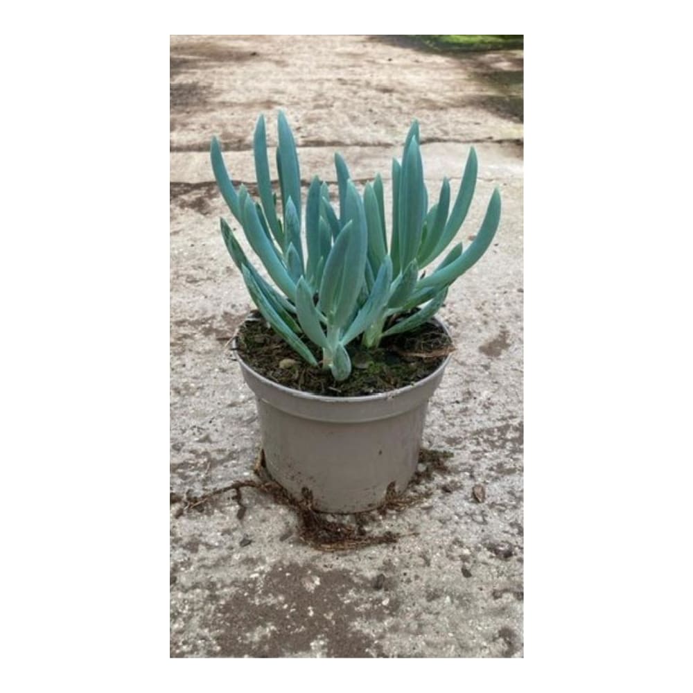 Senecio Curio ficoides | Fronda