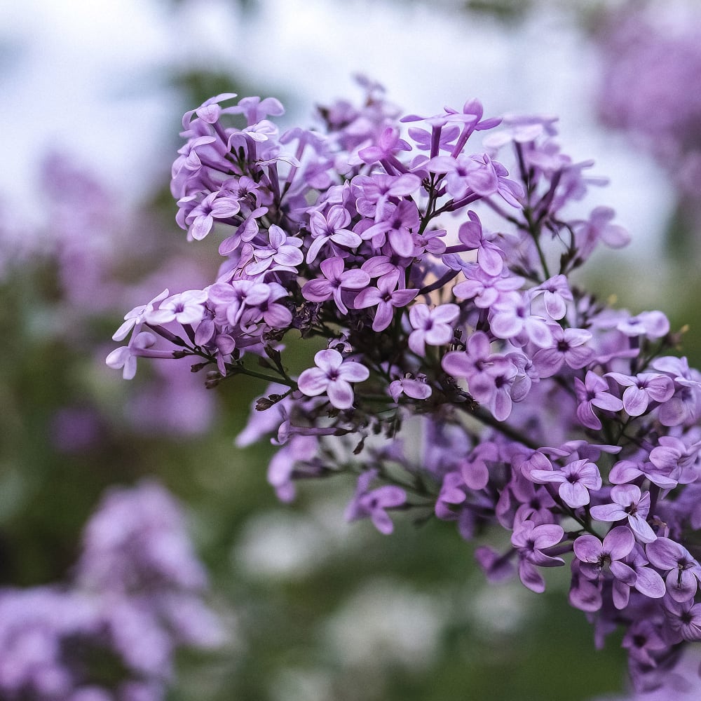 Syringa vulgaris (Lilo) | Fronda