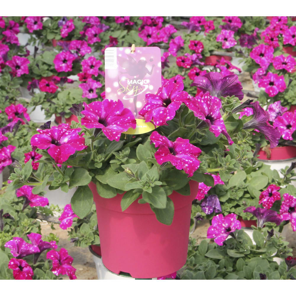 Petunia 'Magic Sky' | Fronda