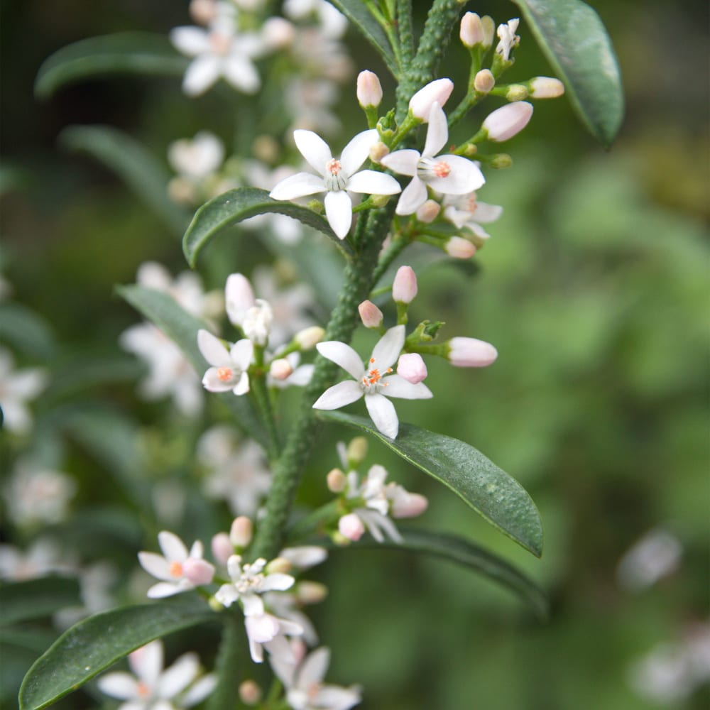 Philotheca myoporoides (Eriostemon) | Fronda