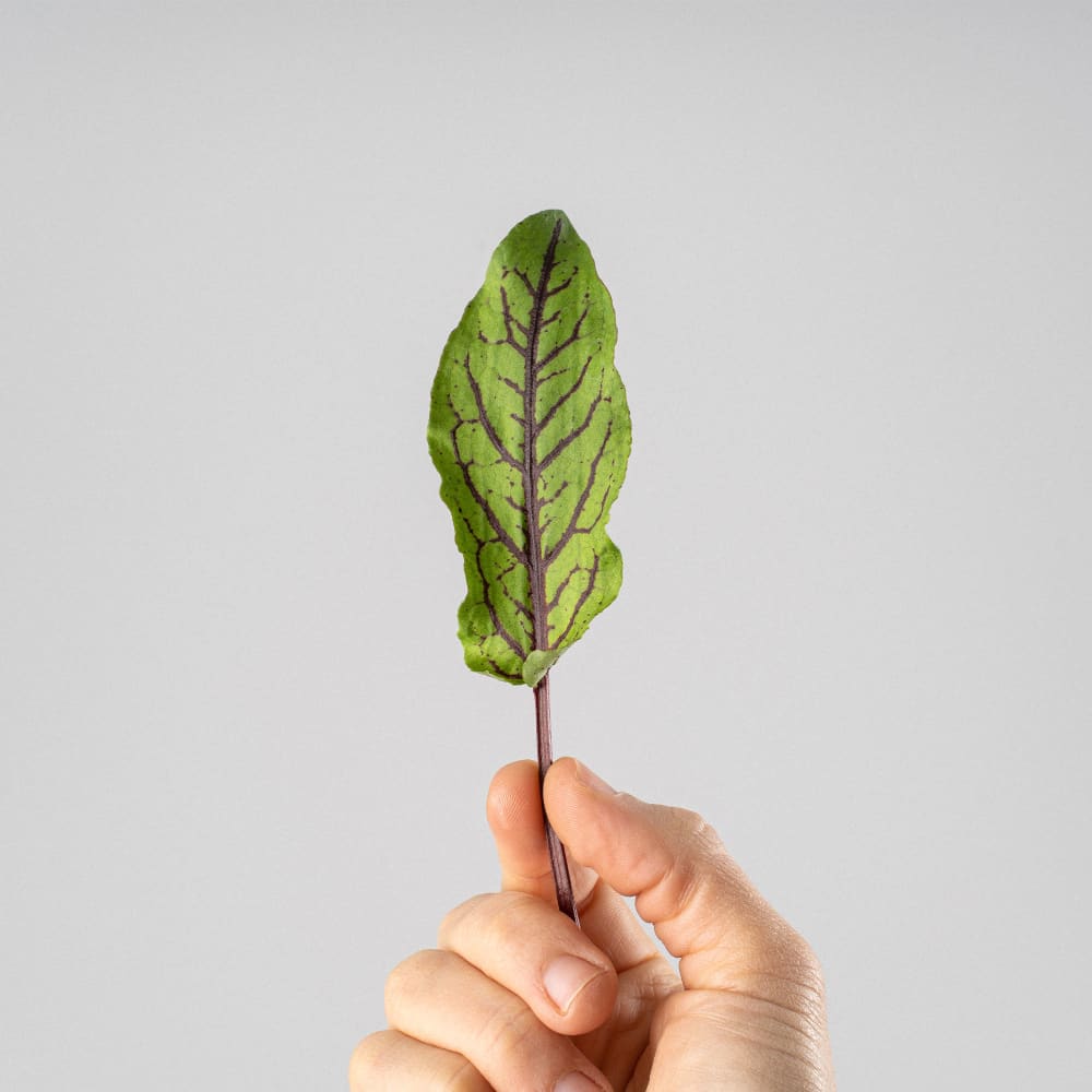 Acedera (rumex acetosa) - Planta aromática | Fronda