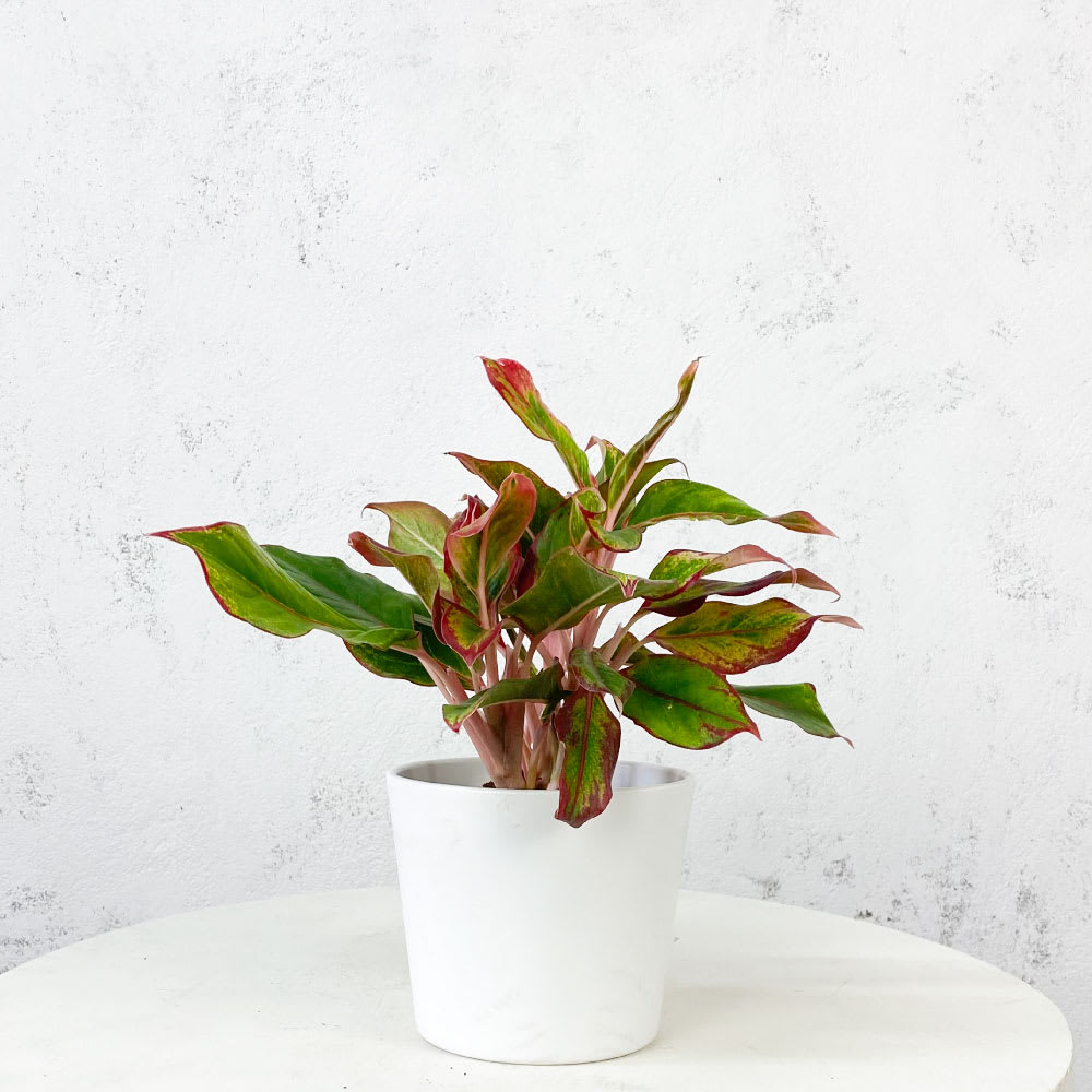 Aglaonema 'Crete' | Fronda