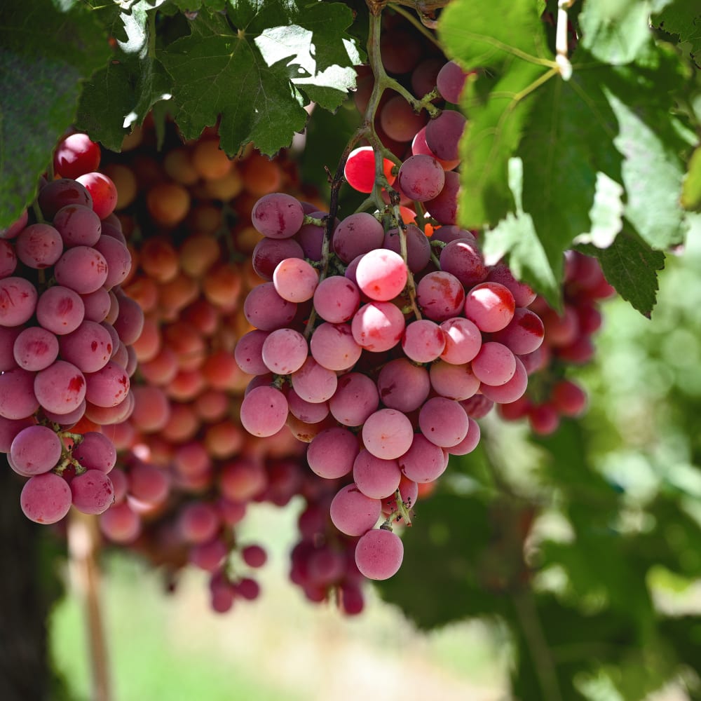 Uva roja 'Red Globe' (Vitis vinifera) | Fronda