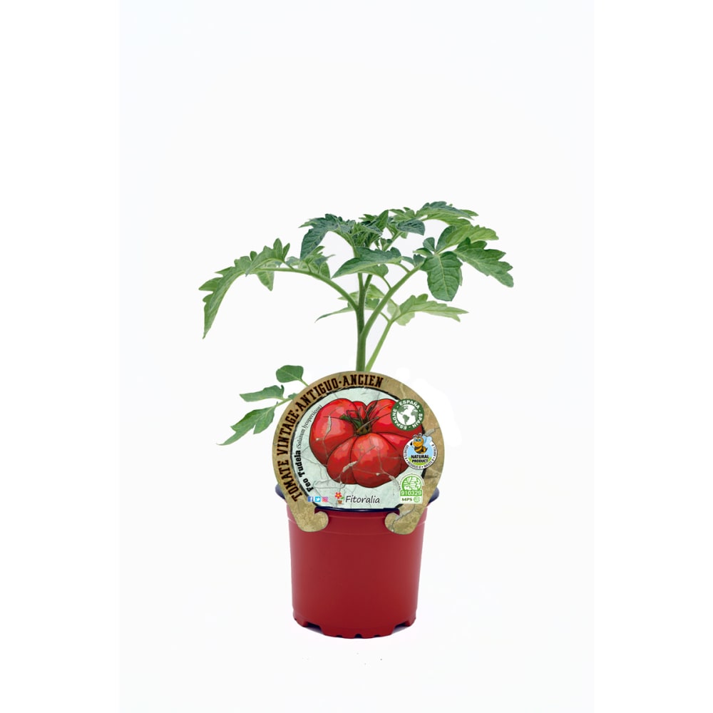 Tomate Feo Tudela - Planta de huerto | Fronda