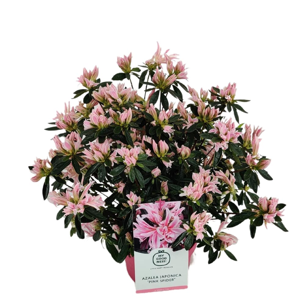 Azalea 'Pink Spider' | Fronda