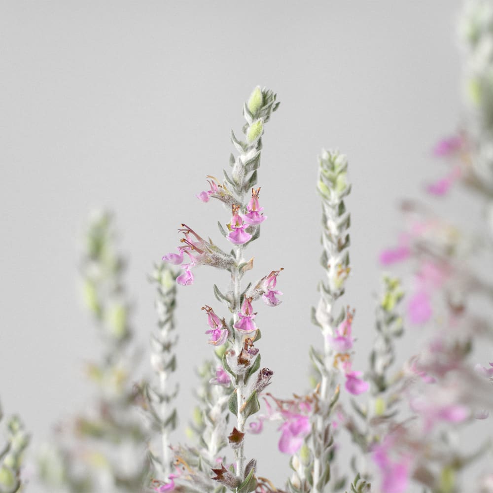 Teucrium marum - Tomillo de gato | Fronda