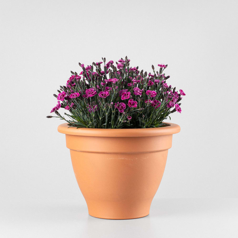Dianthus caryophyllus 'Special Purple' - Clavel | Fronda