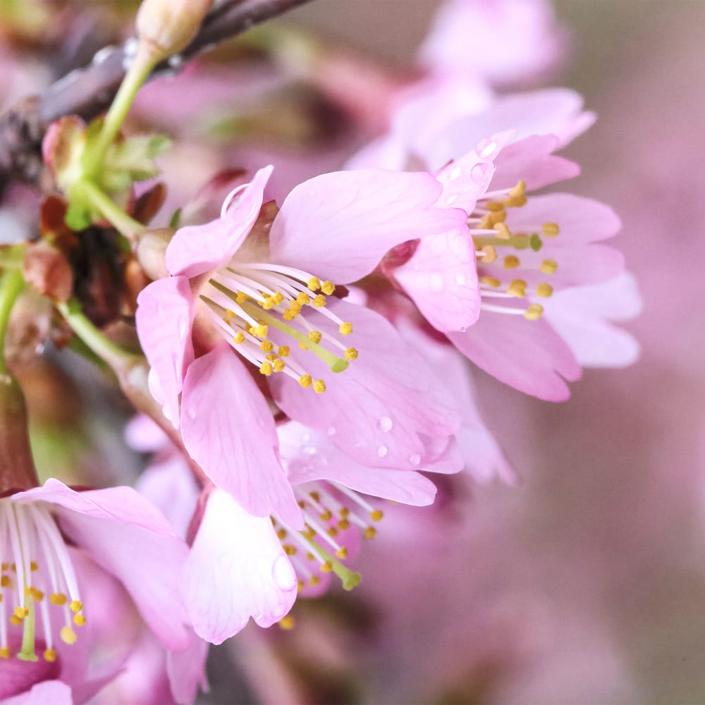 Prunus Incam "Okame" | Fronda