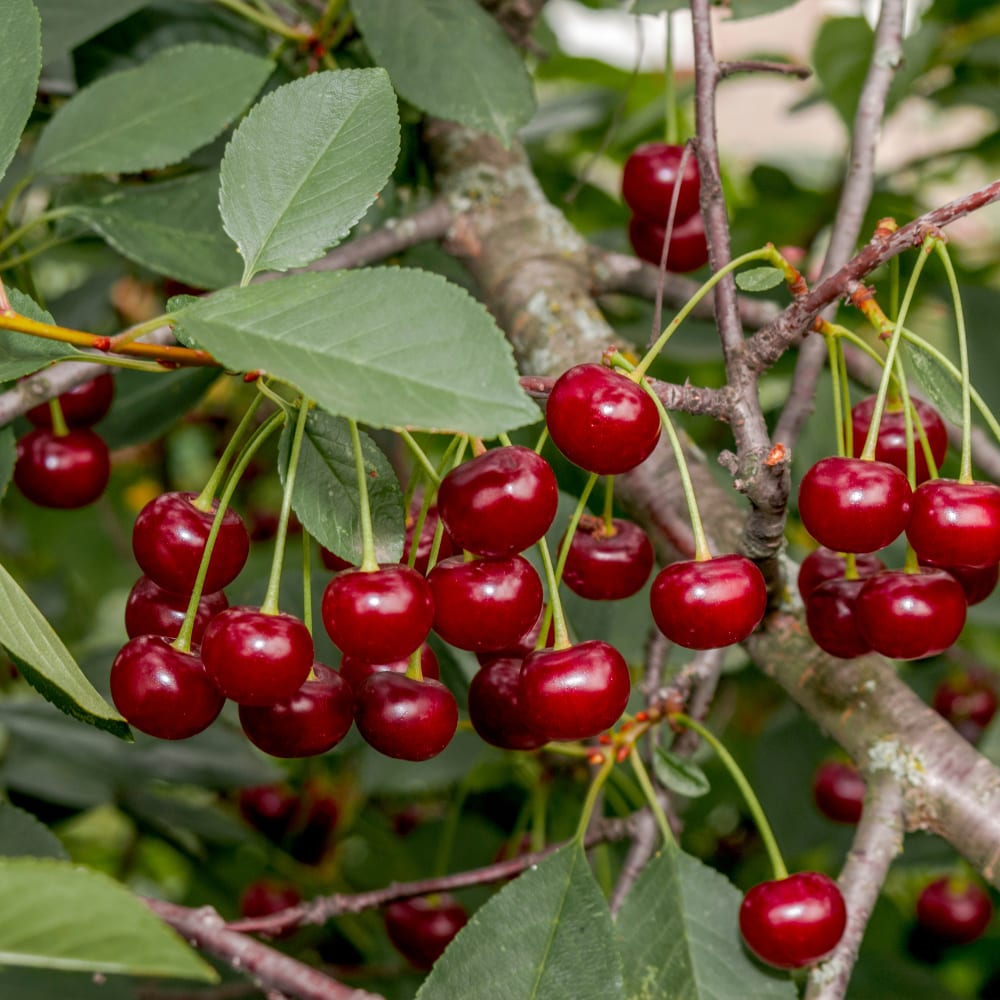 Cerezo Guindo 'Garrafal' (Prunus cerasus) | Fronda