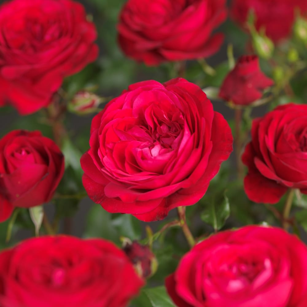 Rosal en copa Red Meilove® | Fronda