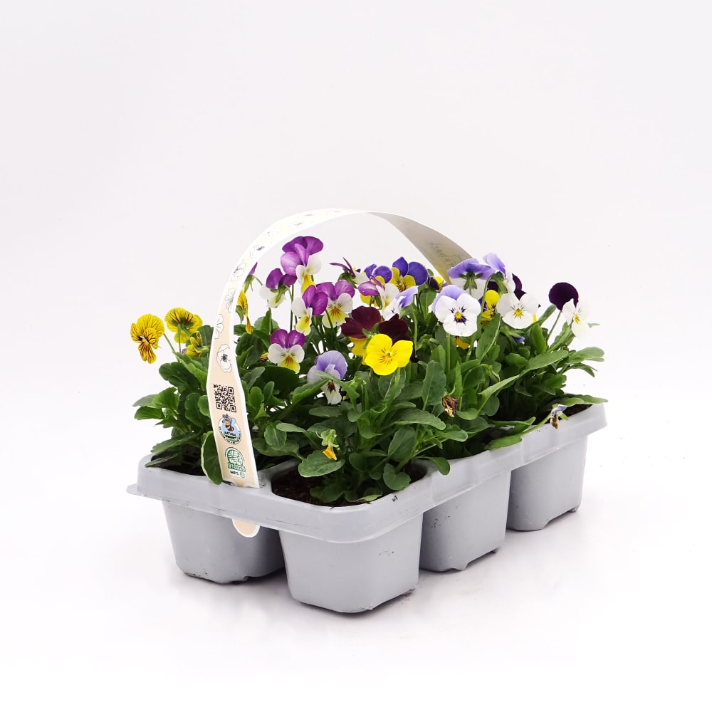 Viola cornuta 'Twix Wing Mix' - Pensamiento mini | Fronda
