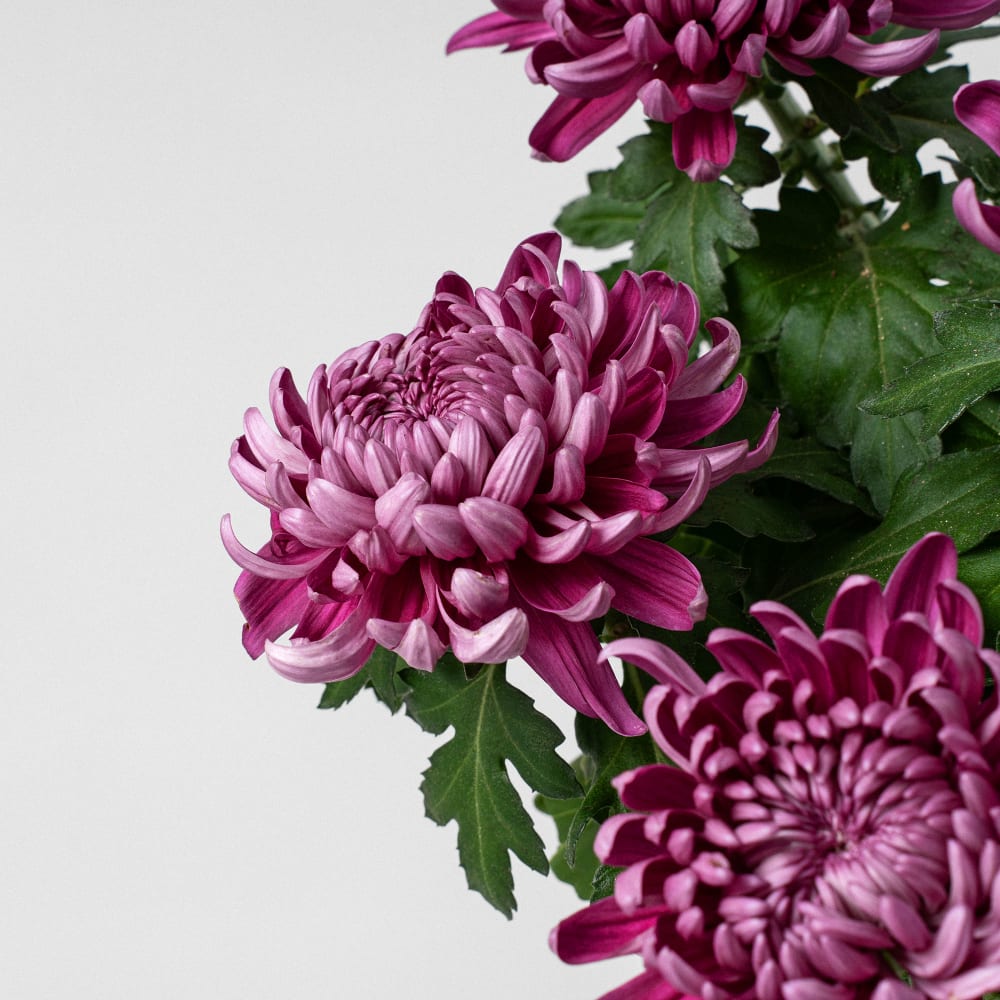 Margarita índica 'Cosmo Purple' | Fronda