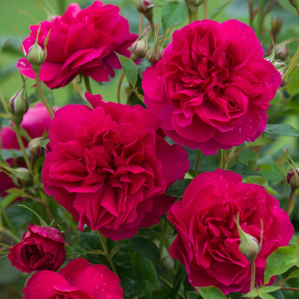 Rosal David Austin® Thomas à Becket | Fronda