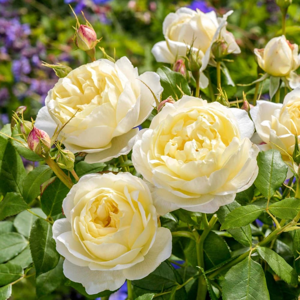 Rosal David Austin® Vanessa Bell | Fronda