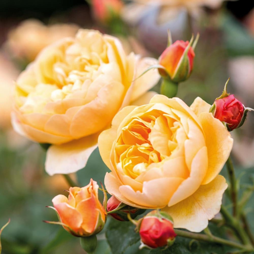 Rosal David Austin® Roald Dahl™ | Fronda
