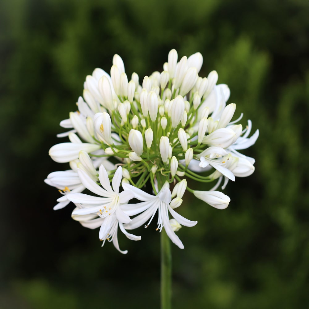 Agapanthus spp. | Fronda