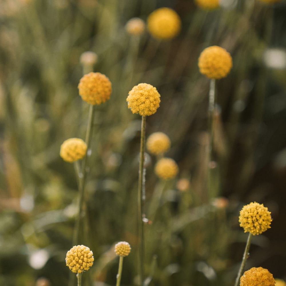 Craspedia globosa | Fronda