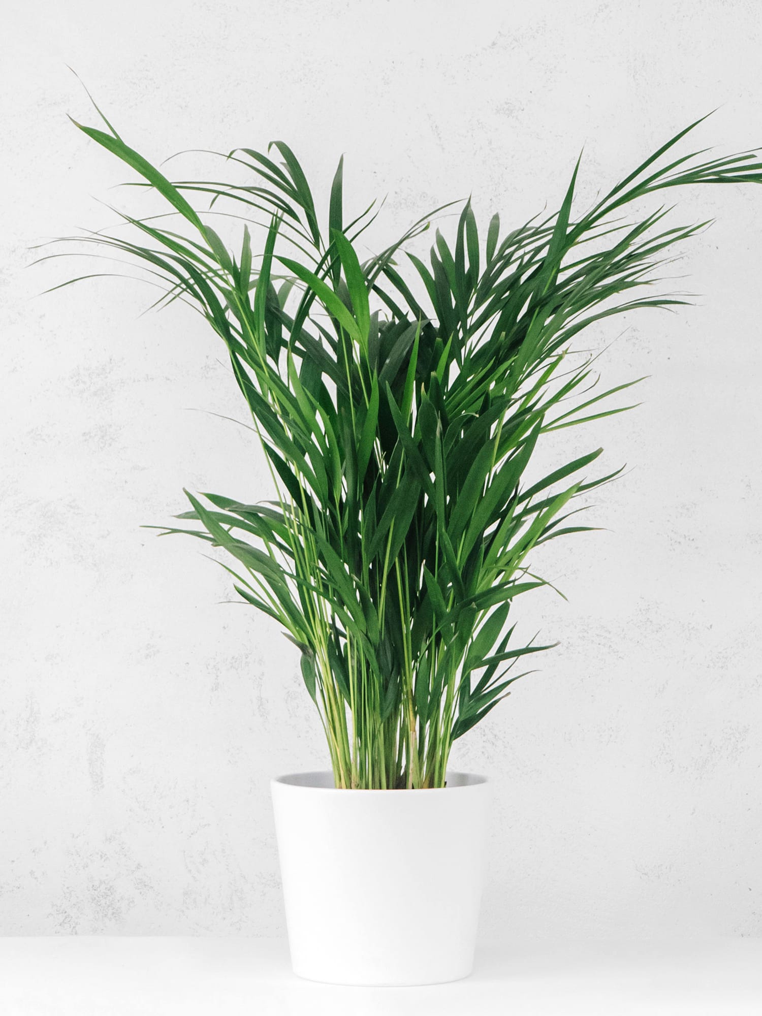 Areca Mini | Fronda