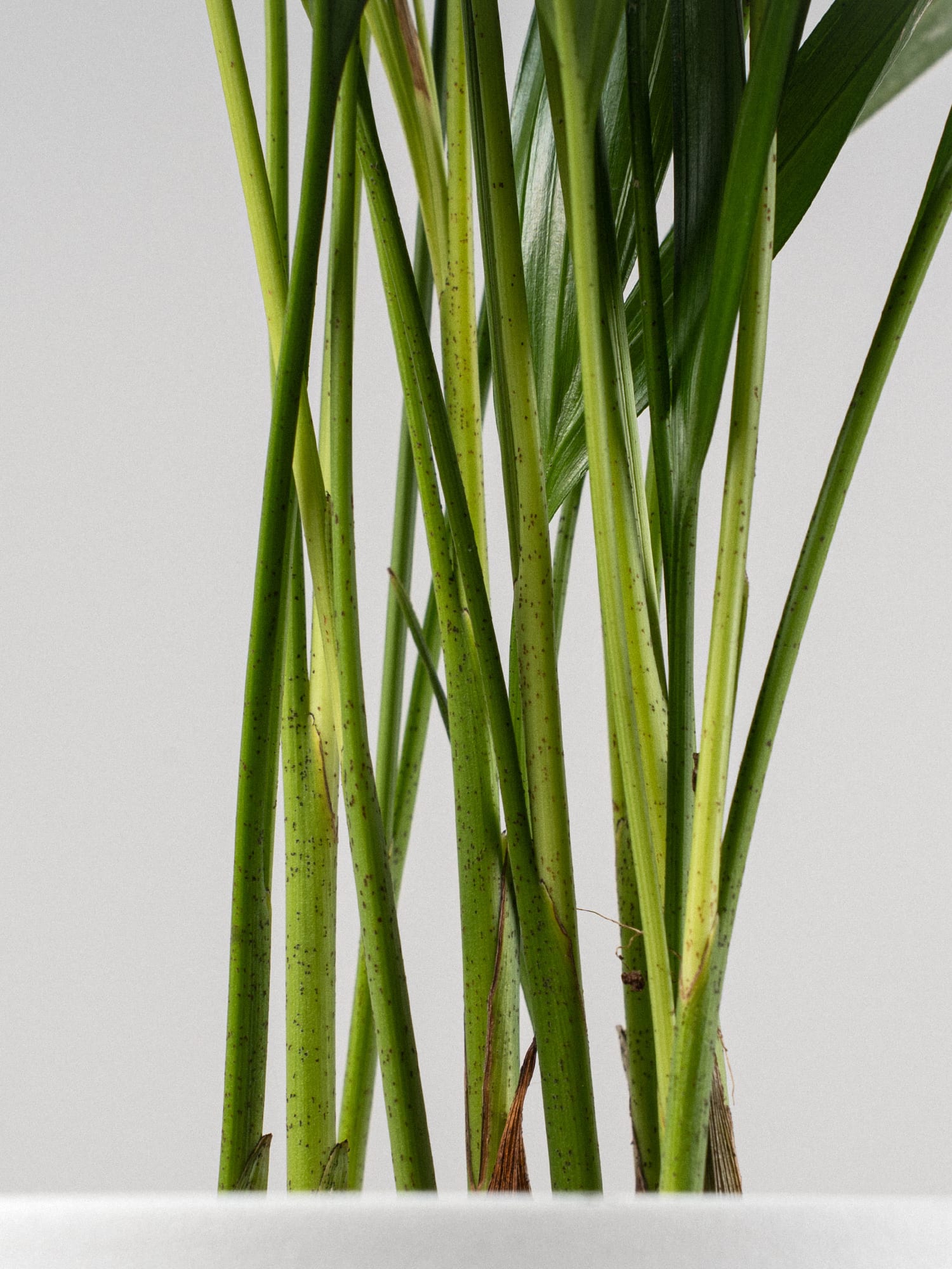 Areca Mini | Fronda