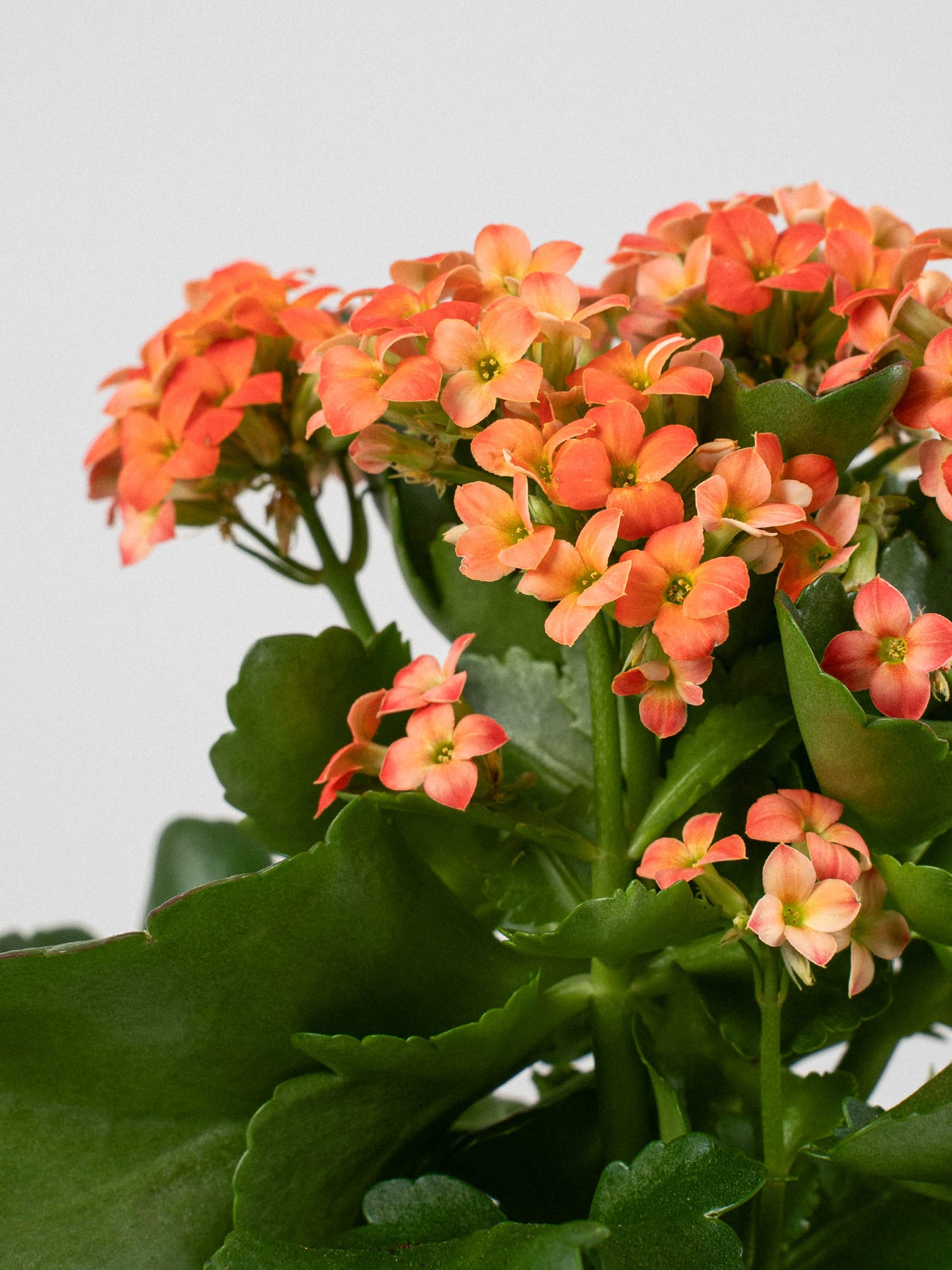Kalanchoe 'Calandiva' mini | Fronda