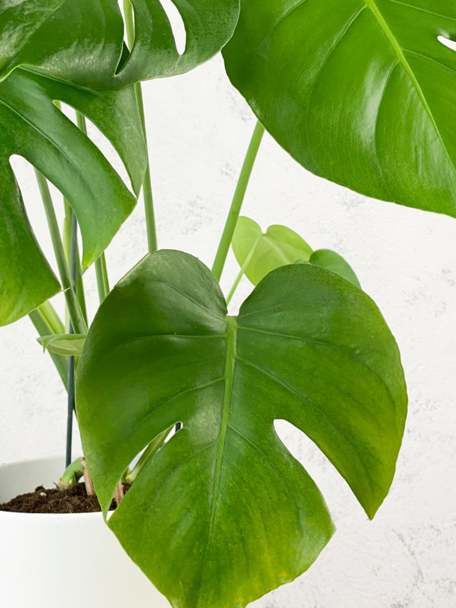 Monstera deliciosa (Costilla de Adán) | Fronda