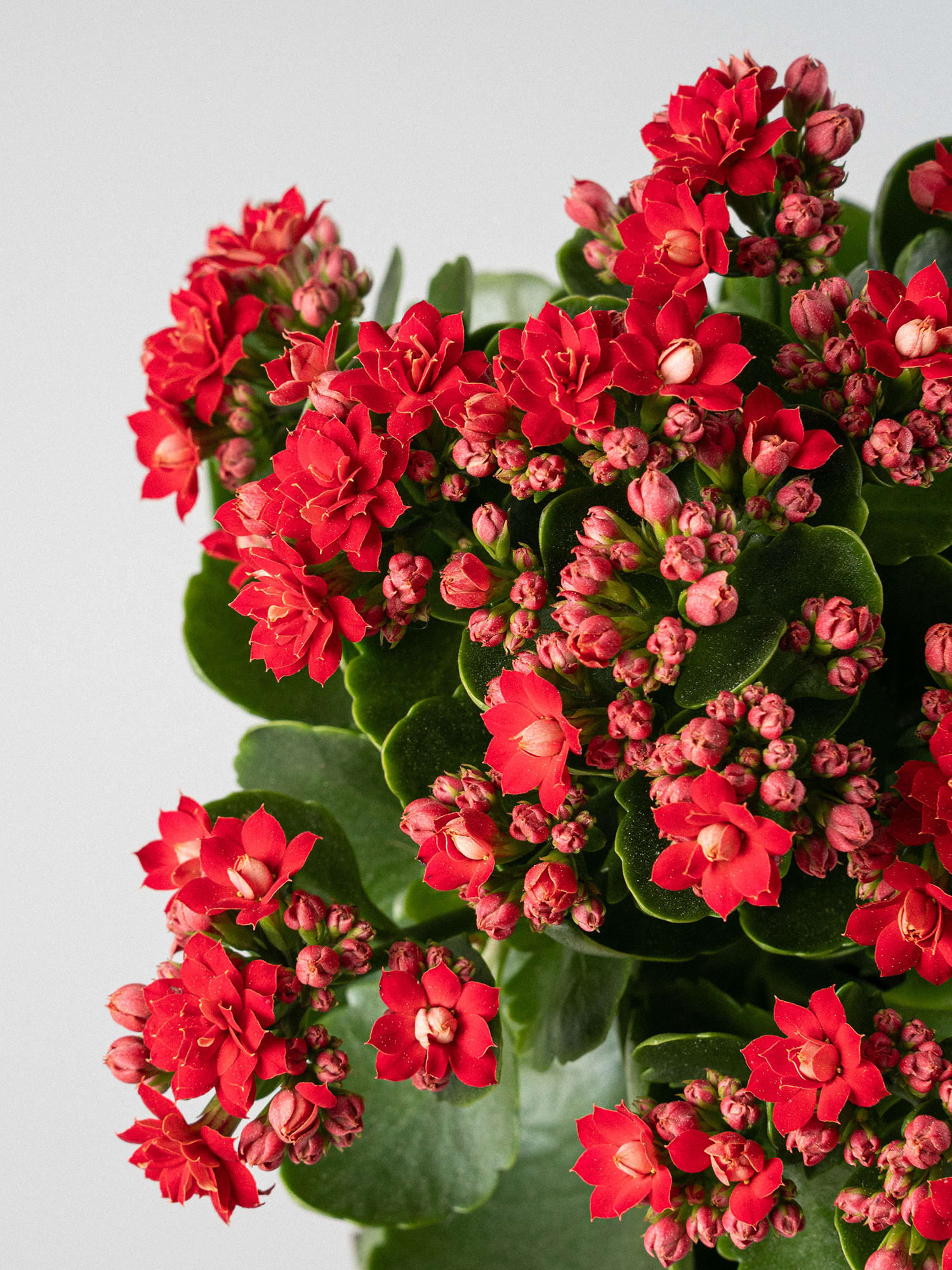 Kalanchoe 'Calandiva' mini | Fronda