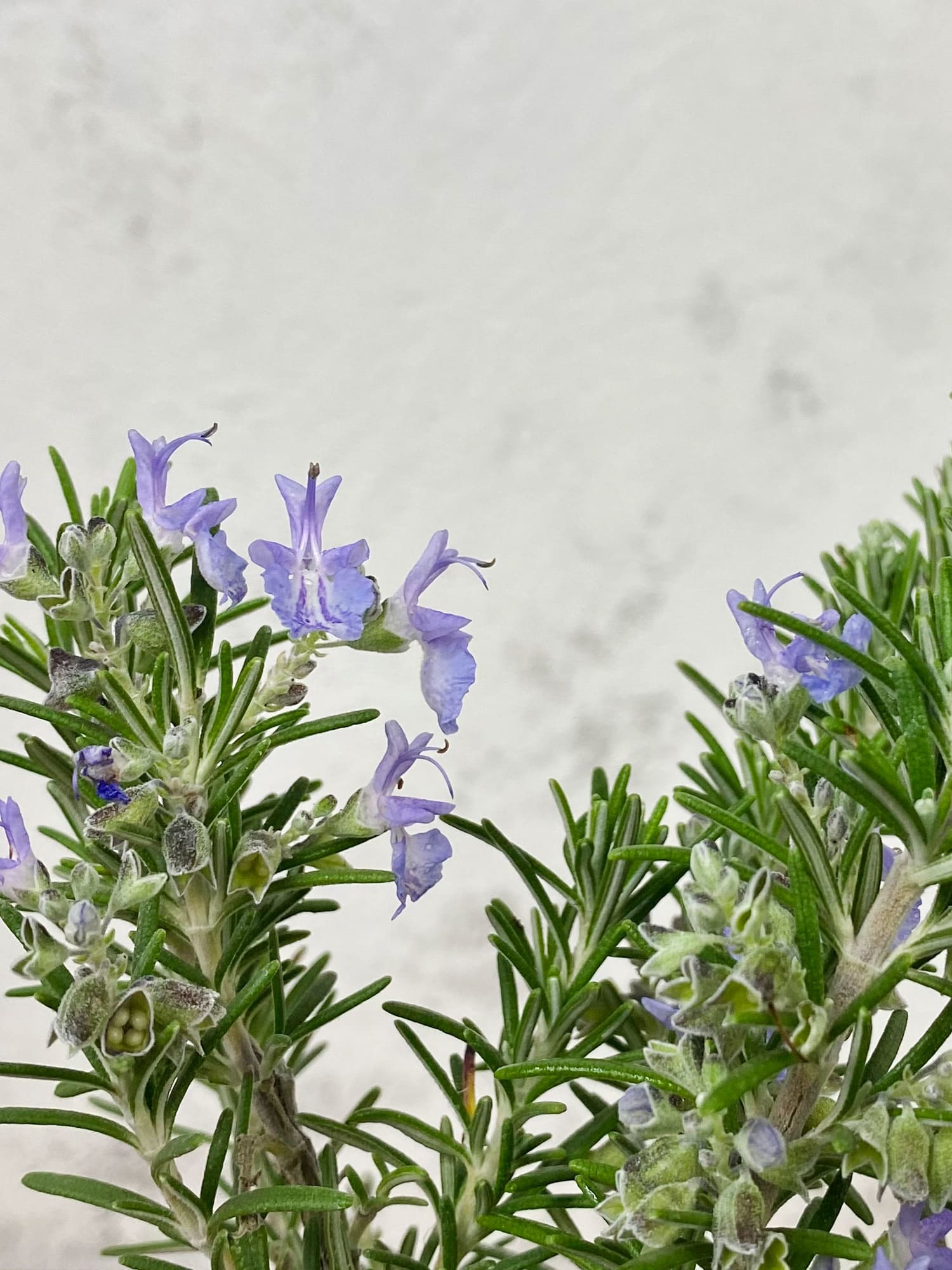 Romero Rastrero (rosmarinus officinalis prostratus) - Planta aromática ...