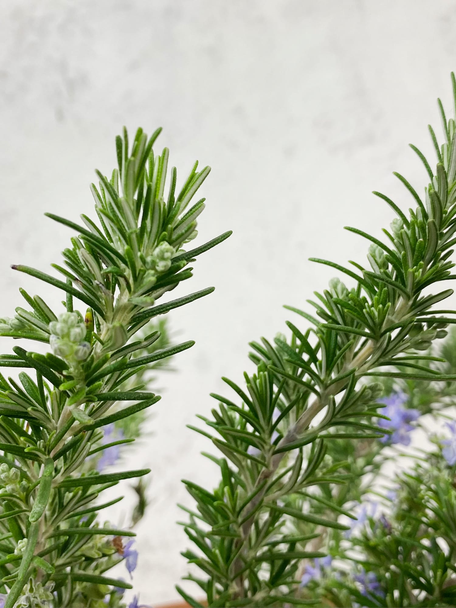 Romero Rastrero (rosmarinus officinalis prostratus) - Planta aromática ...