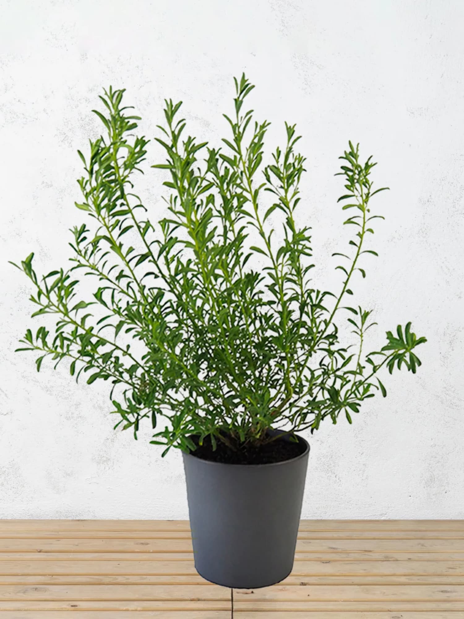 Eriostemon myoporoides | Fronda