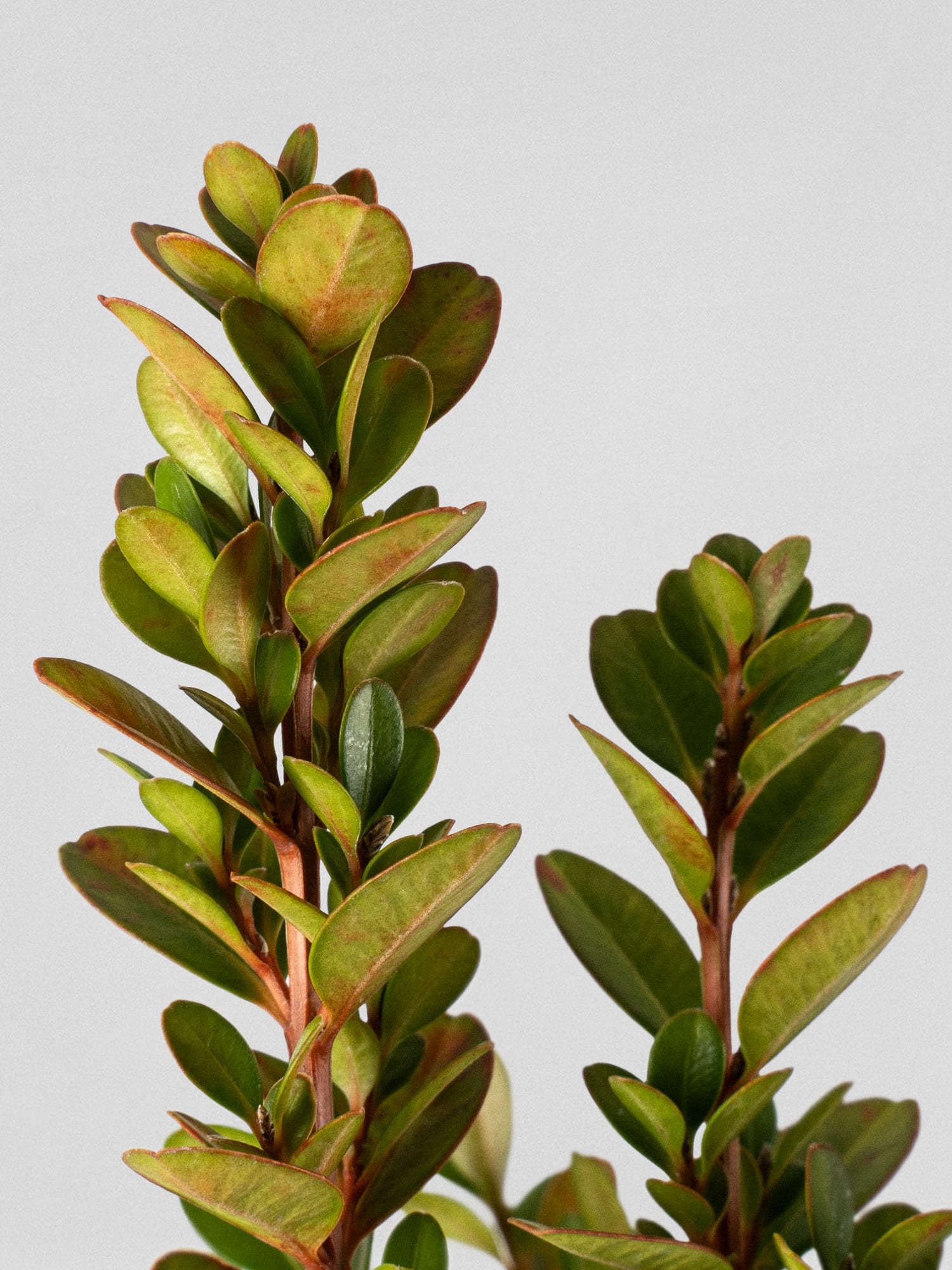 Boj arbusto (Buxus microphylla 'Faulkner') | Fronda