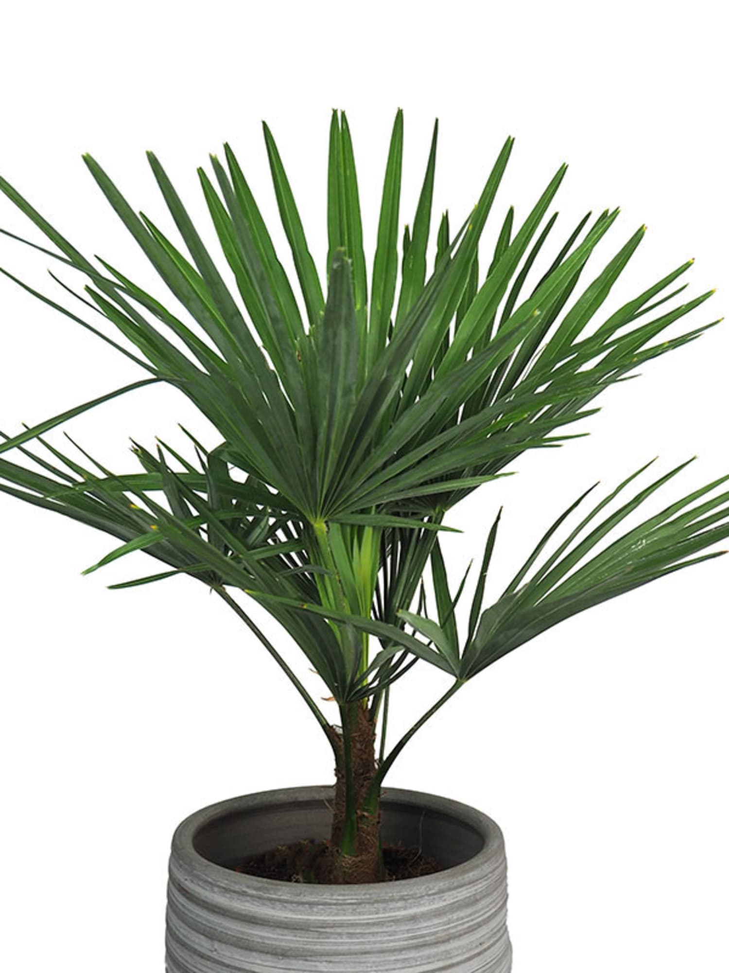 Trachycarpus fortunei (Chamaerops excelsa) | Fronda