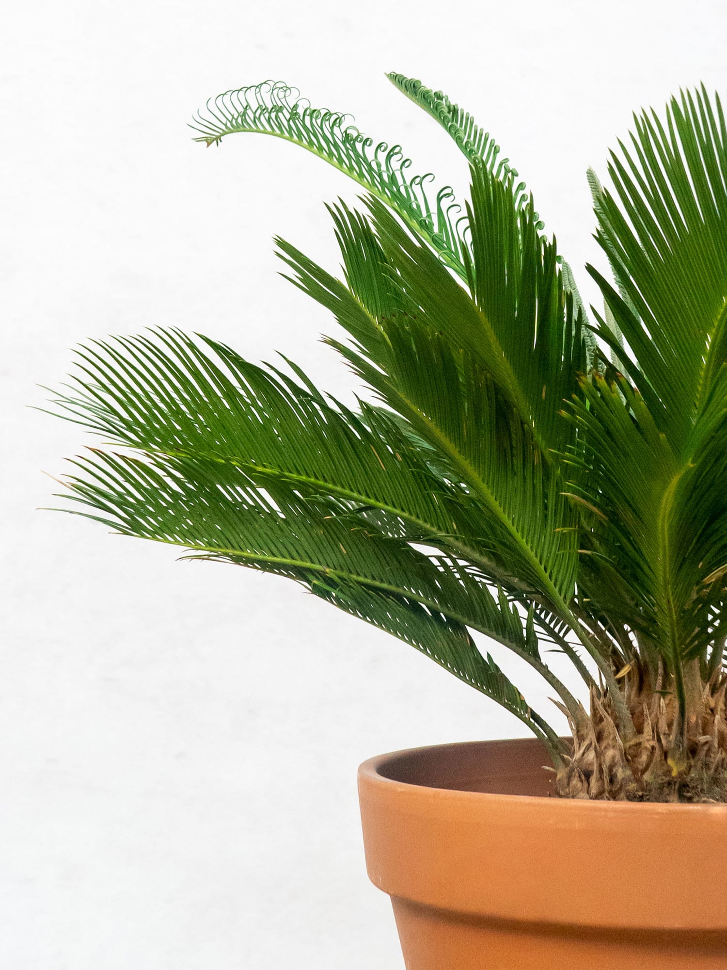 Cyca Revoluta | Fronda