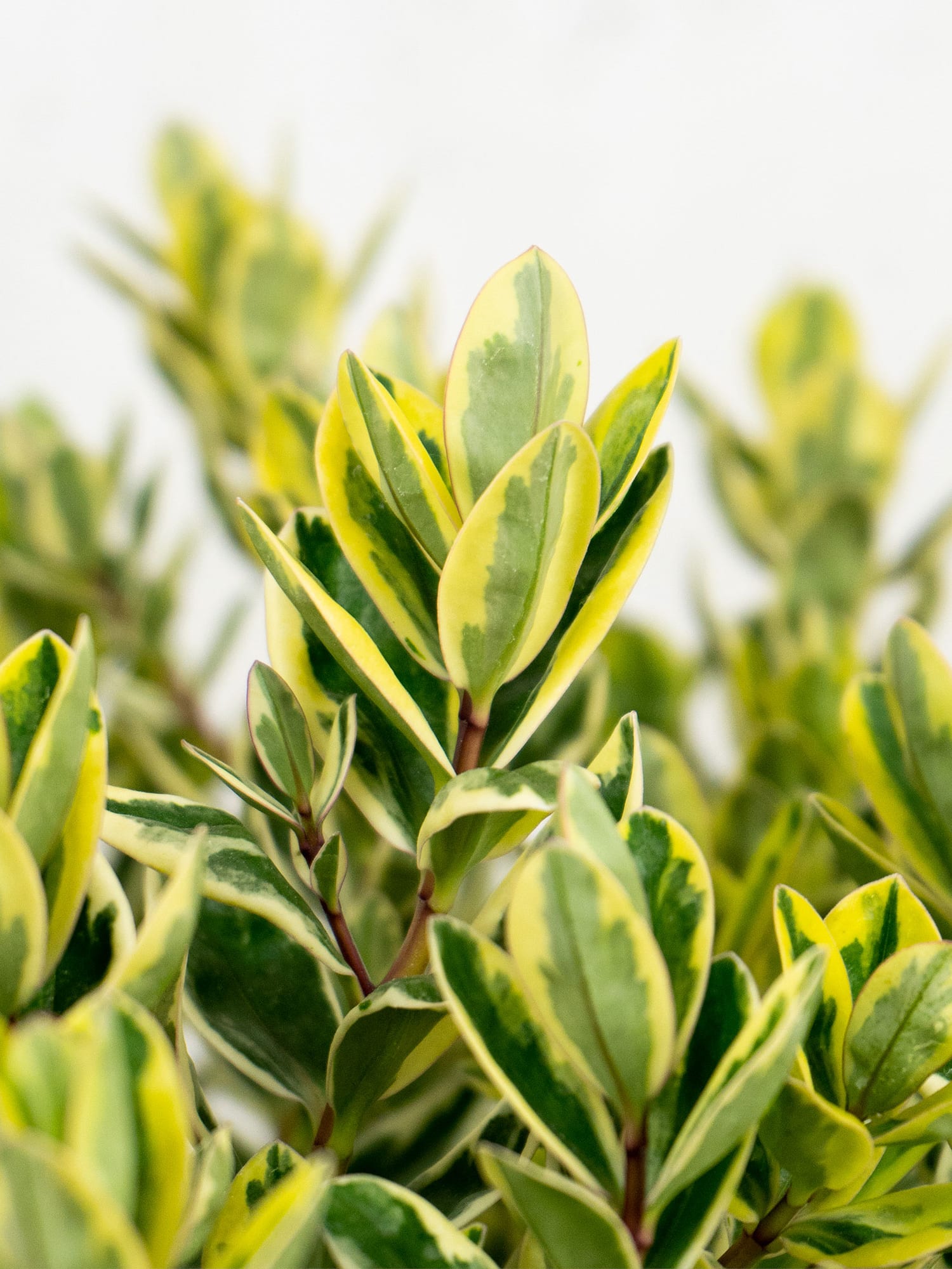 Hebe 'Variegata' | Fronda