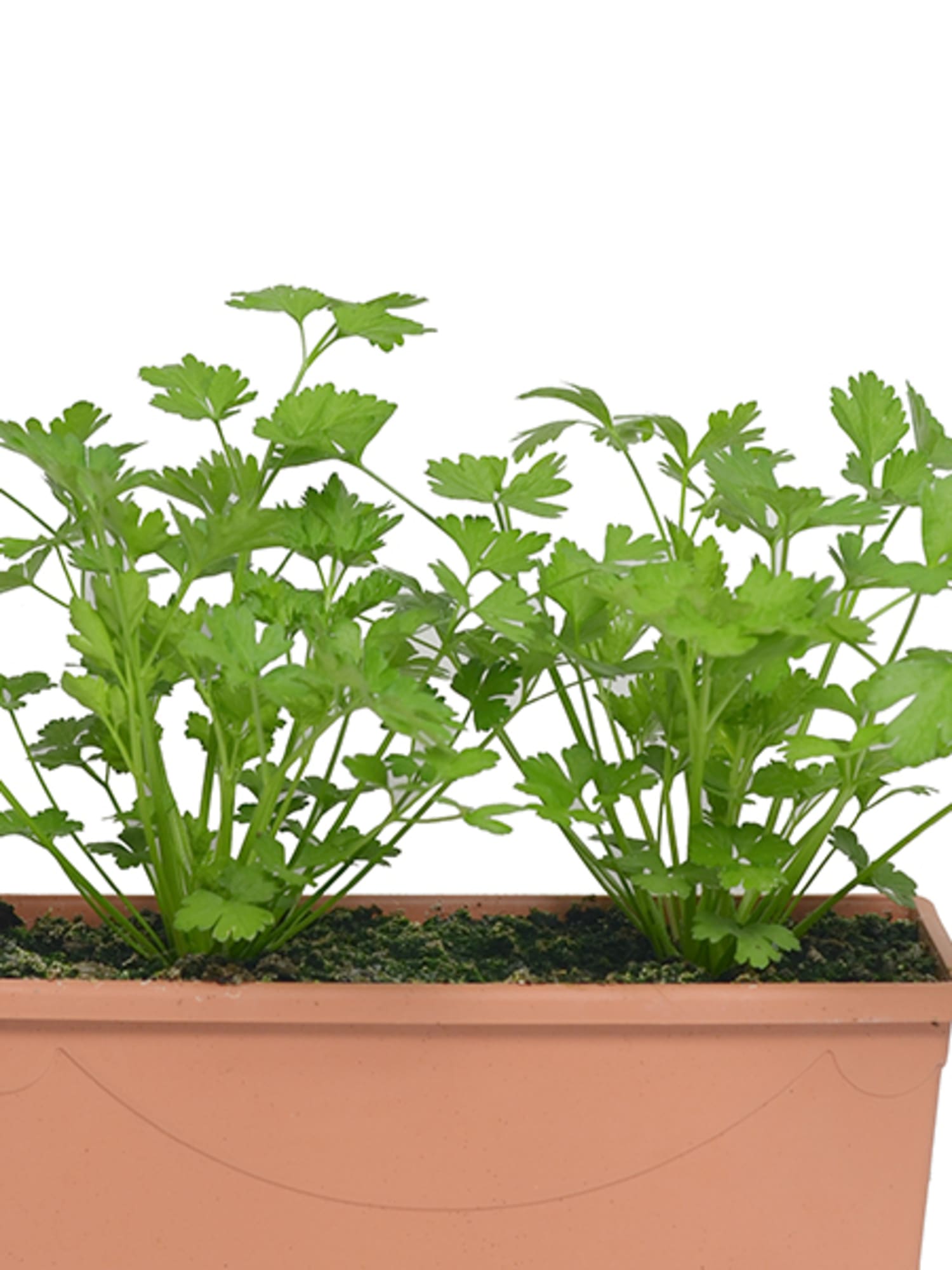 Perejil liso - Planta aromática | Fronda