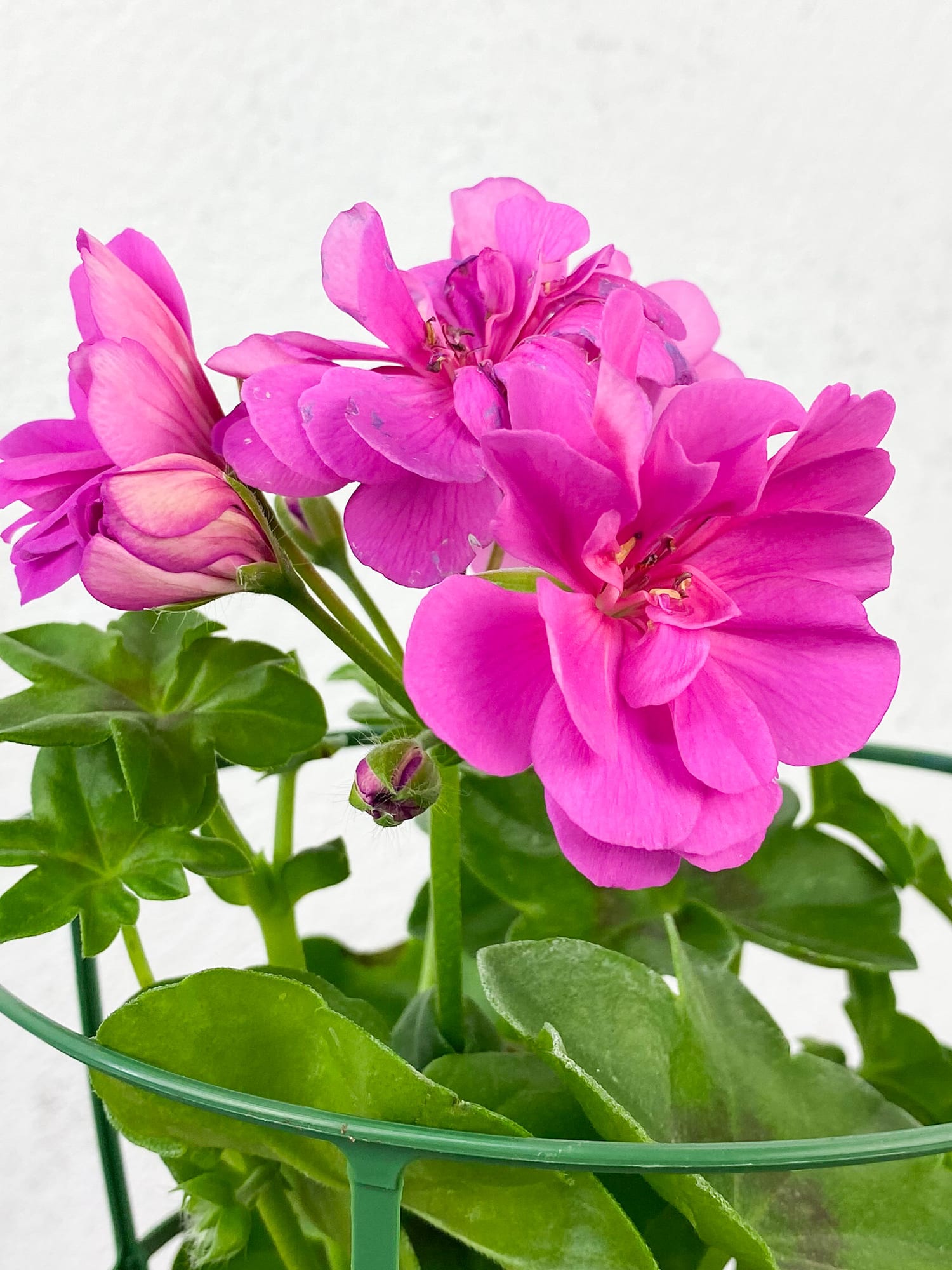Geranio Gitanilla de flor doble | Fronda