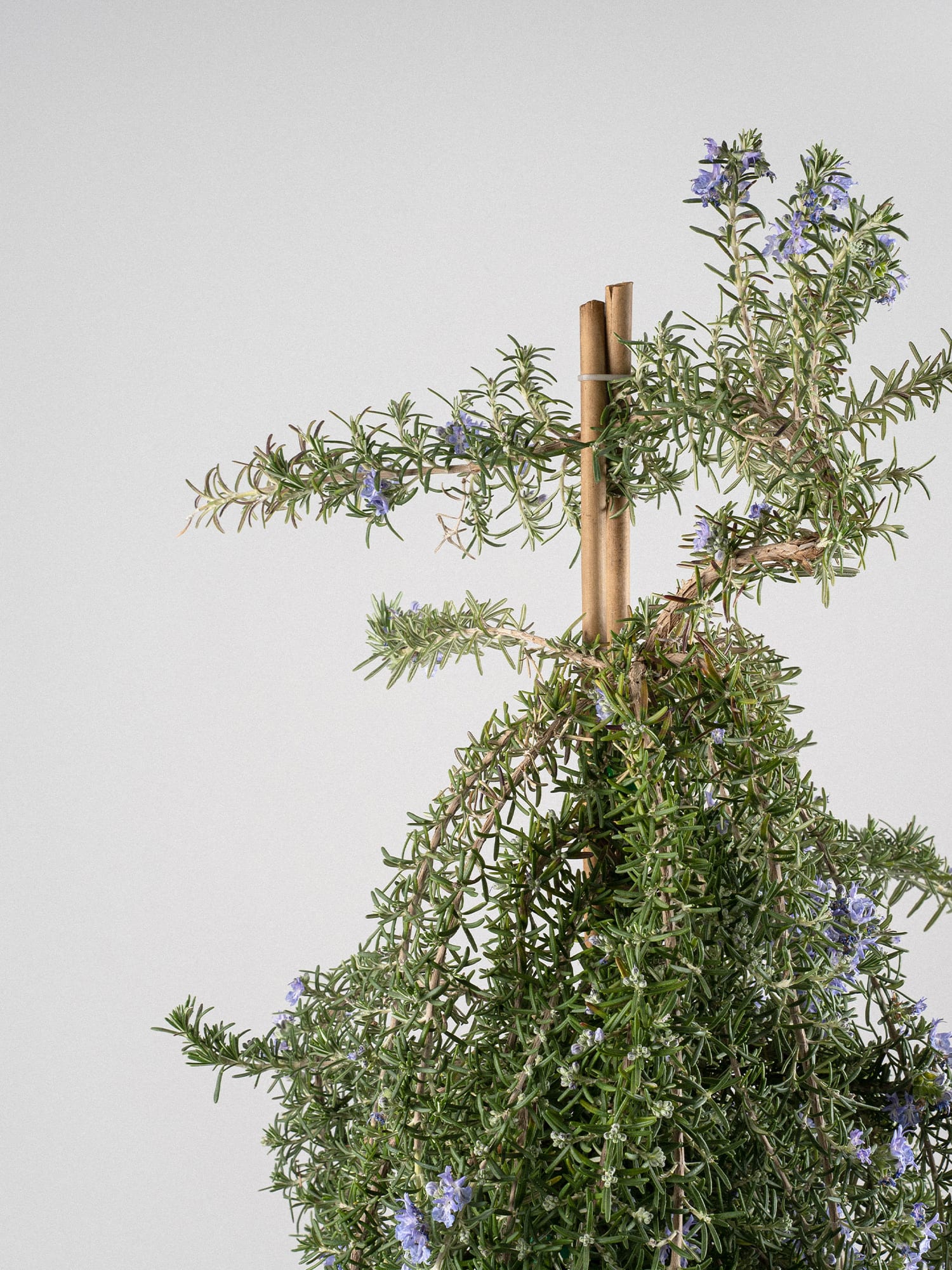 Romero Rastrero (rosmarinus officinalis prostratus) - Planta aromática ...