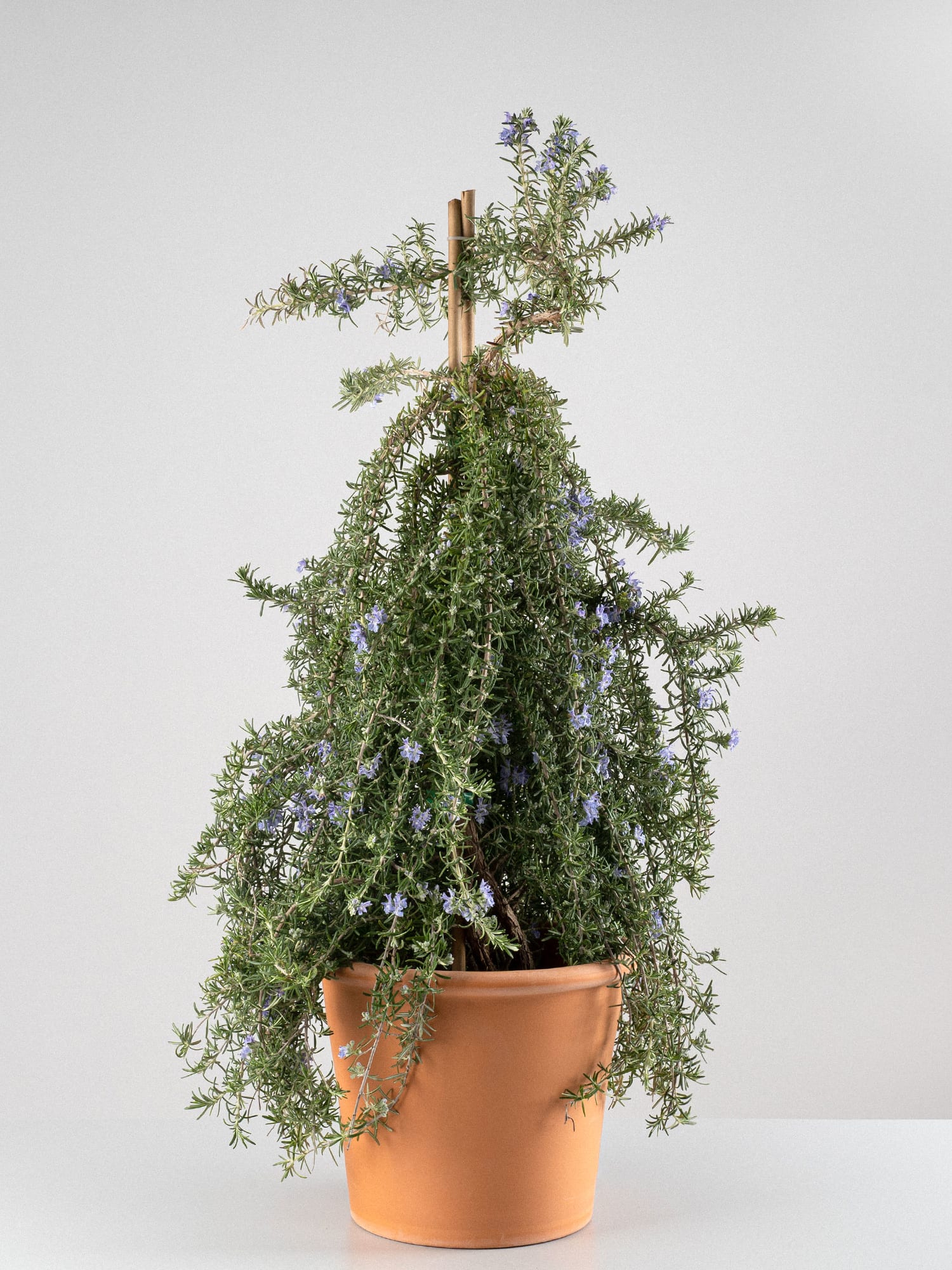 Romero Rastrero (rosmarinus officinalis prostratus) - Planta aromática ...