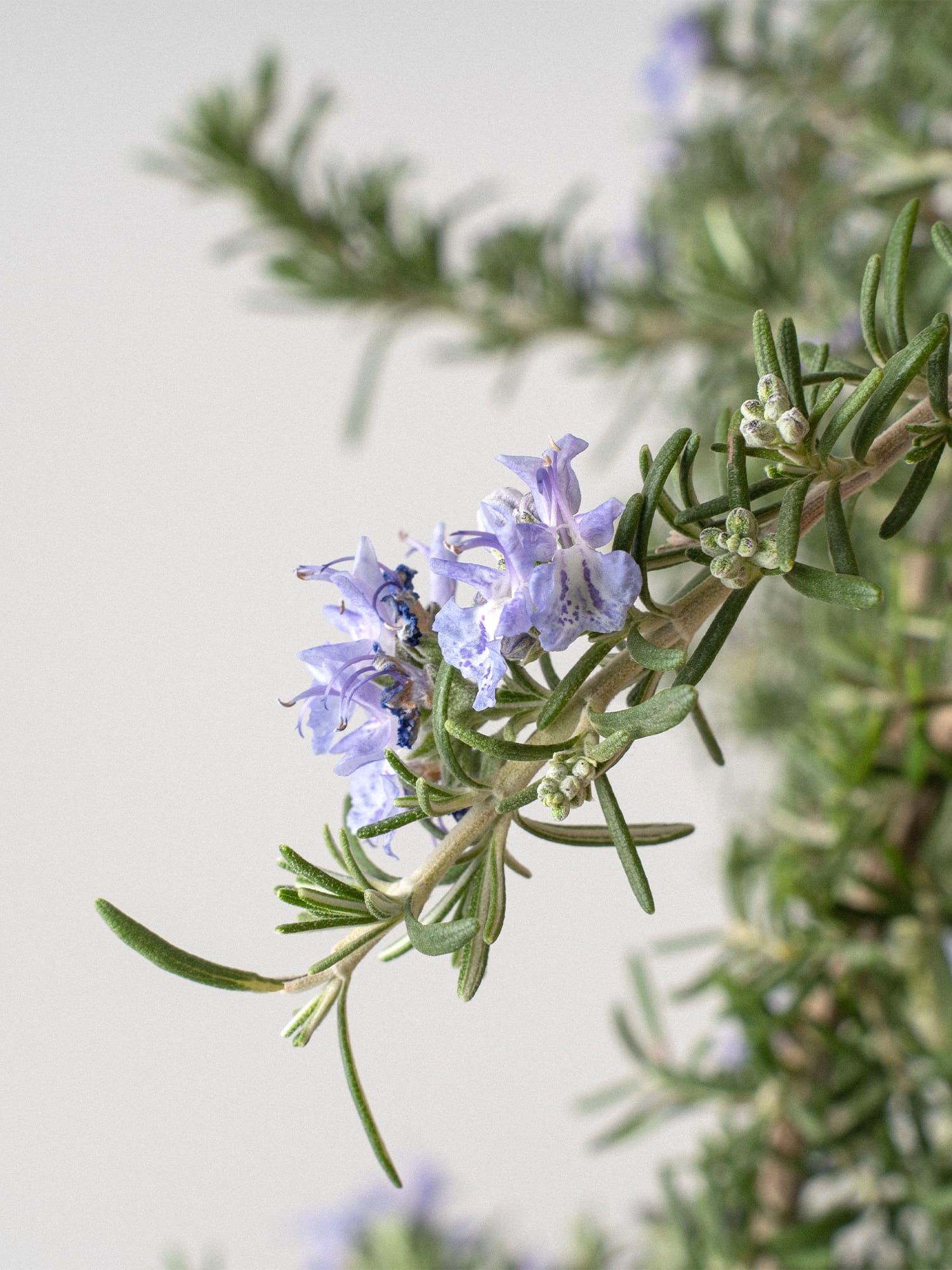 Romero Rastrero (rosmarinus officinalis prostratus) - Planta aromática ...