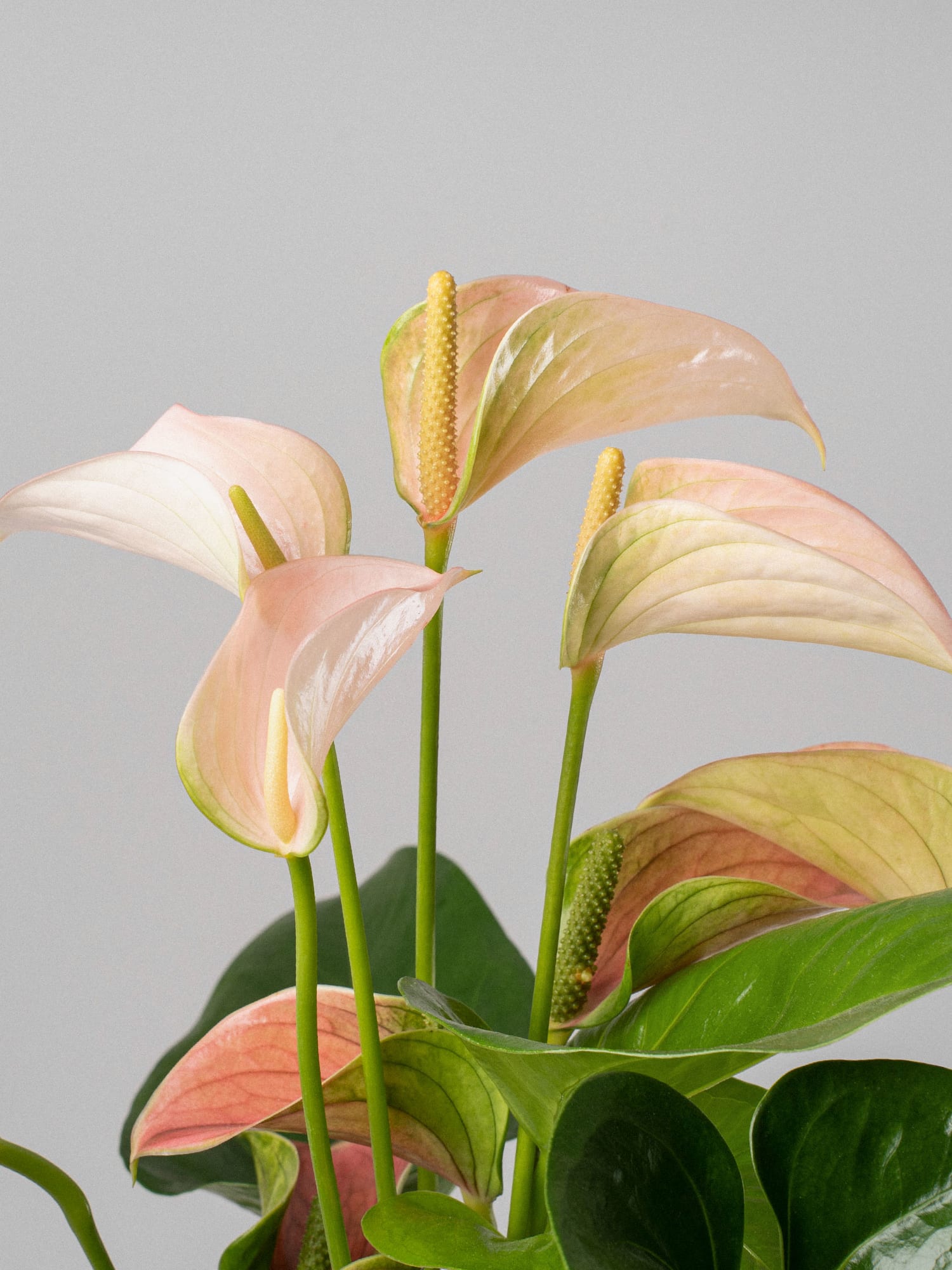 Anthurium 'Joli Peach' | Fronda