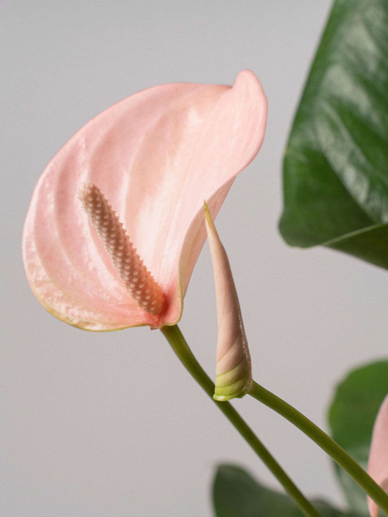 Anthurium 'Joli Peach' | Fronda