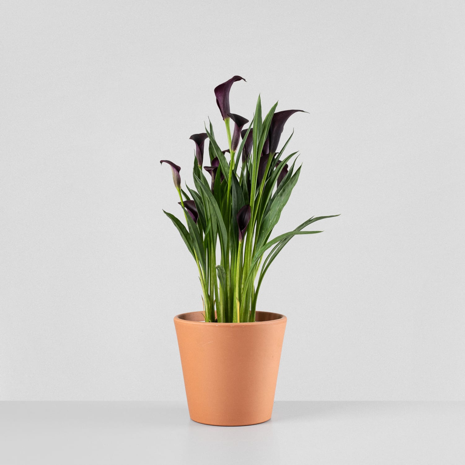 Zantedeschia (Cala de colores) | Fronda