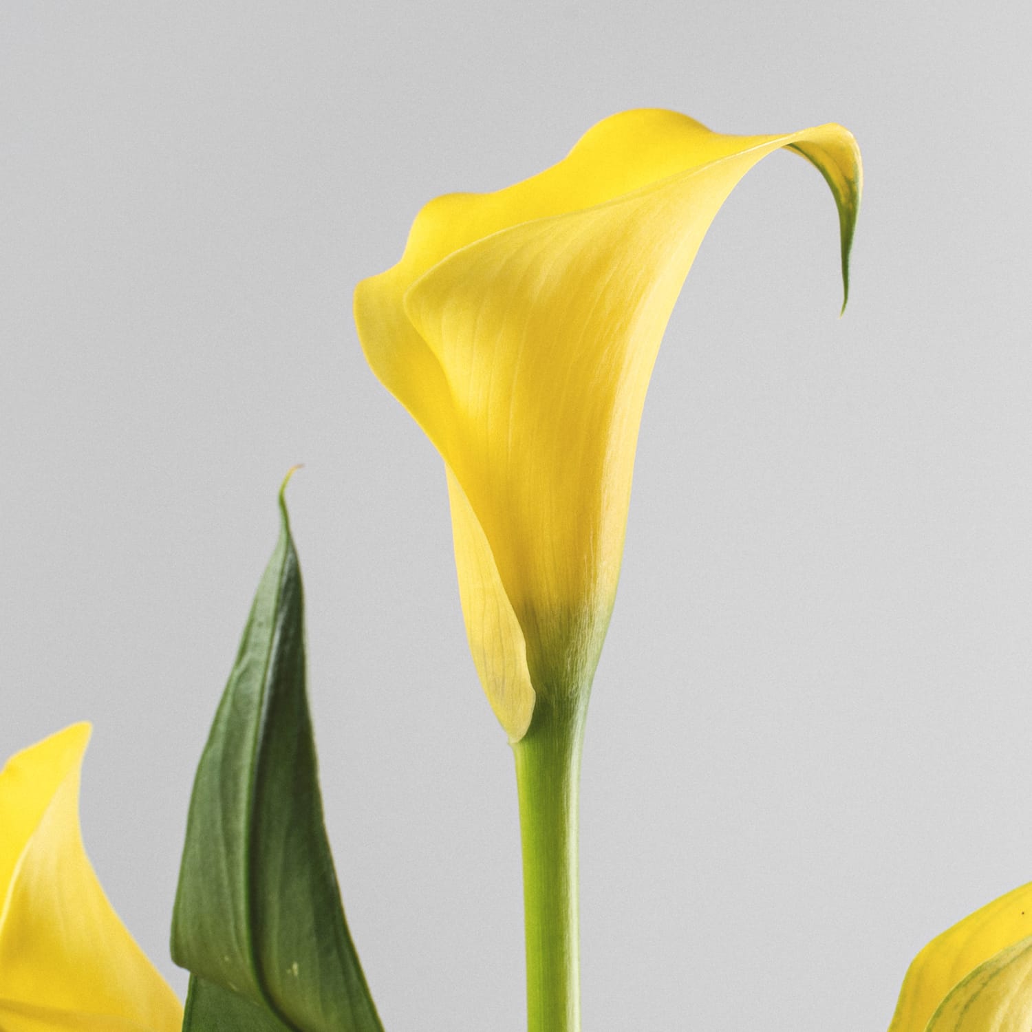 Zantedeschia (Cala de colores) | Fronda