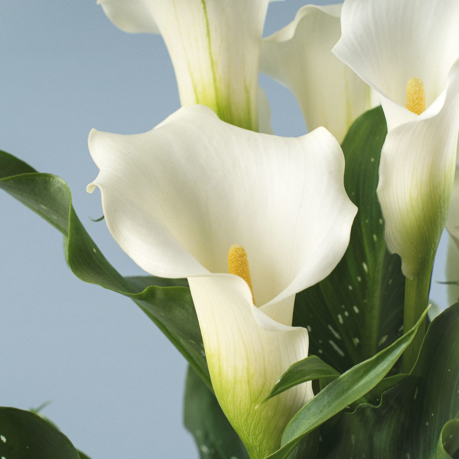 Zantedeschia (Cala de colores) | Fronda