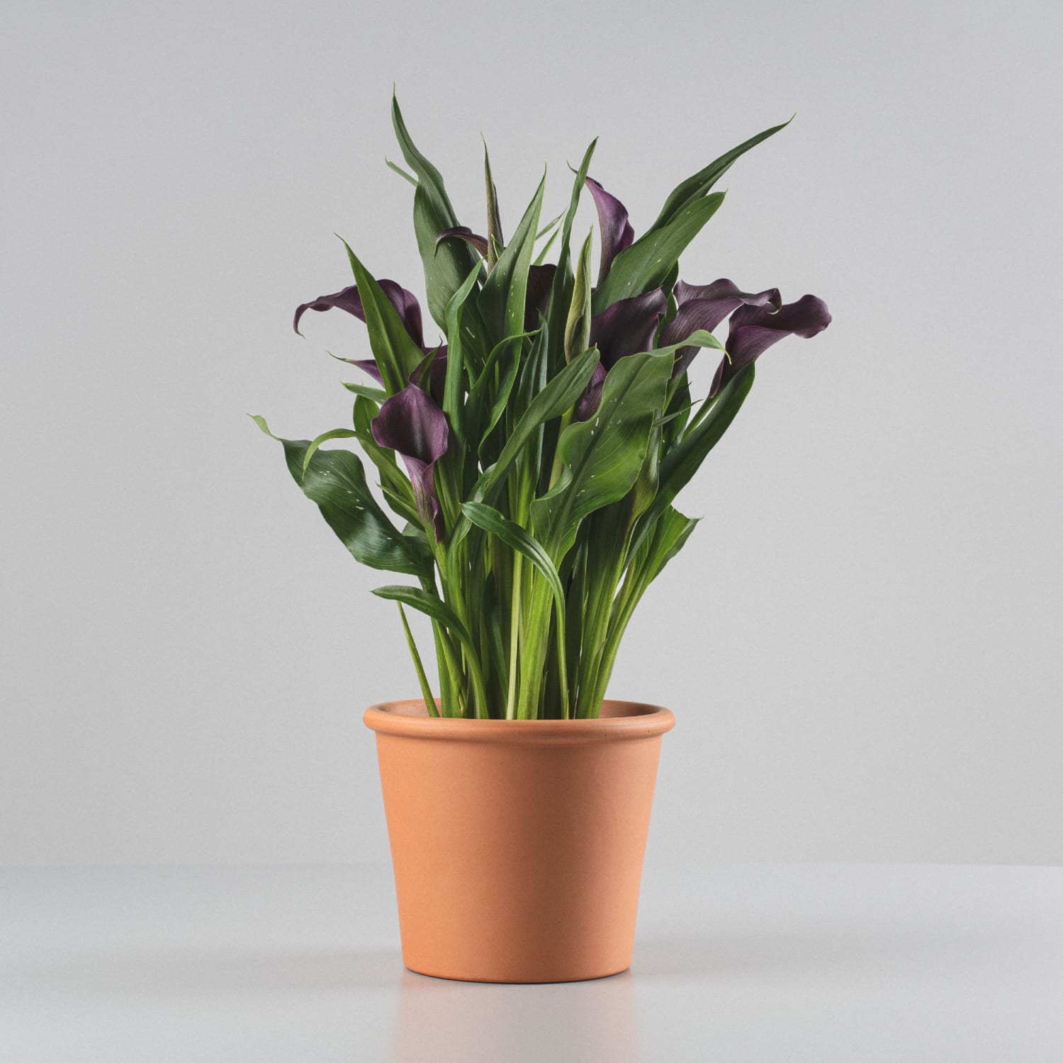 Zantedeschia (Cala de colores) | Fronda