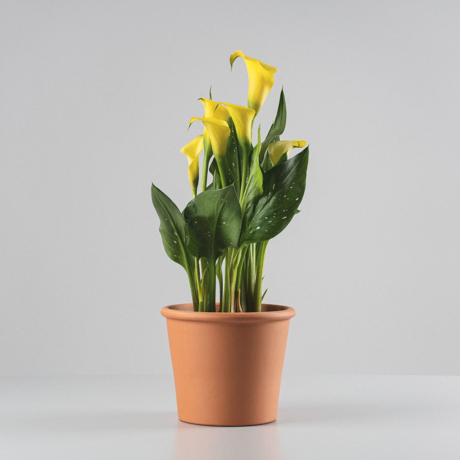 Zantedeschia (Cala de colores) | Fronda
