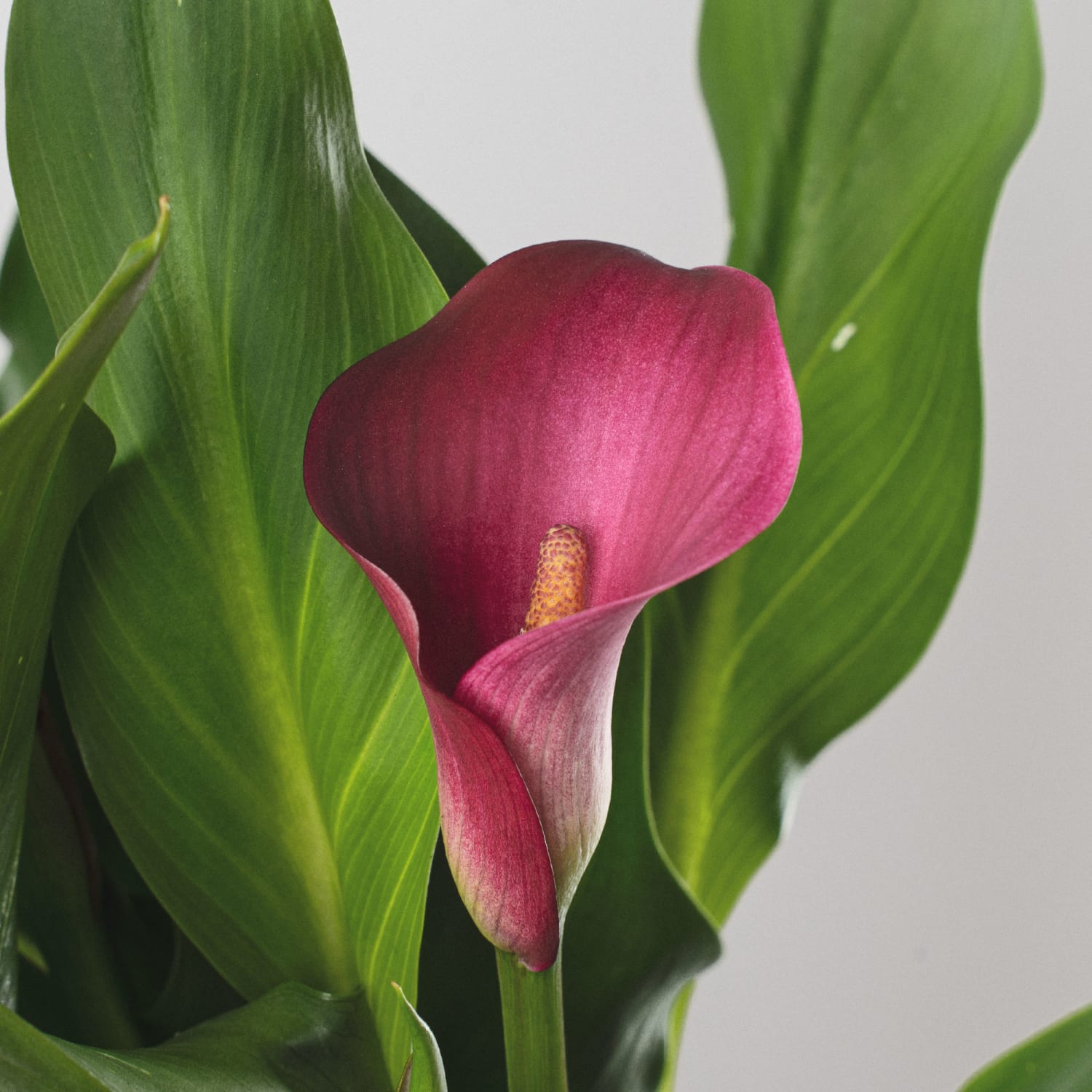 Zantedeschia (Cala de colores) | Fronda