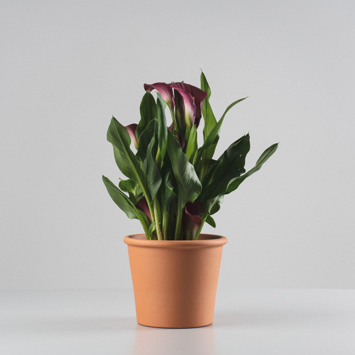 Zantedeschia (Cala de colores) | Fronda