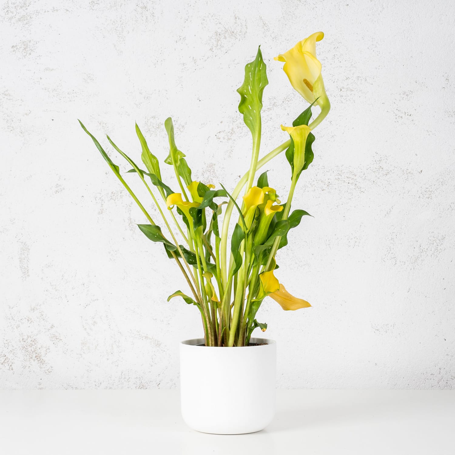 Zantedeschia (Cala de colores) | Fronda